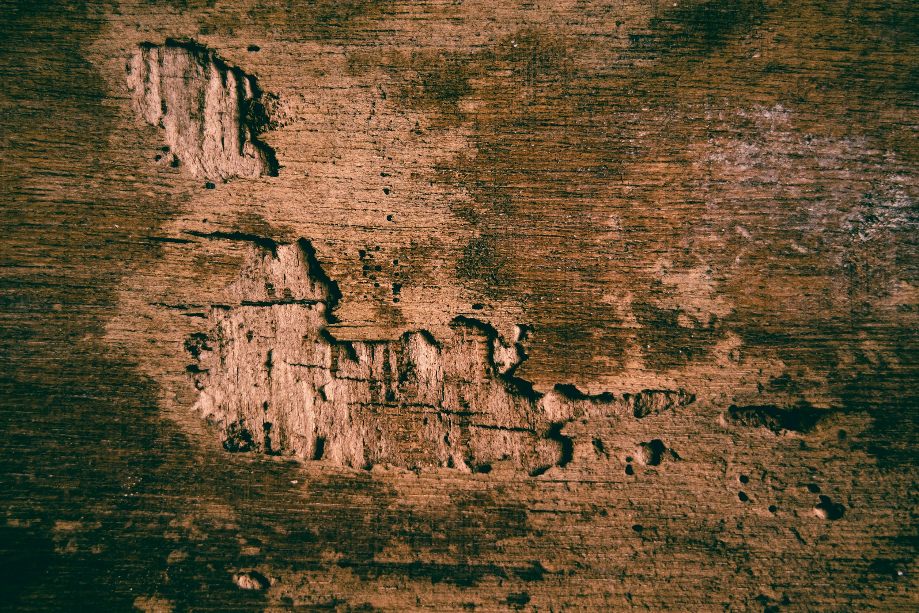 The Hidden Dangers of Rotting Wood in Your Home