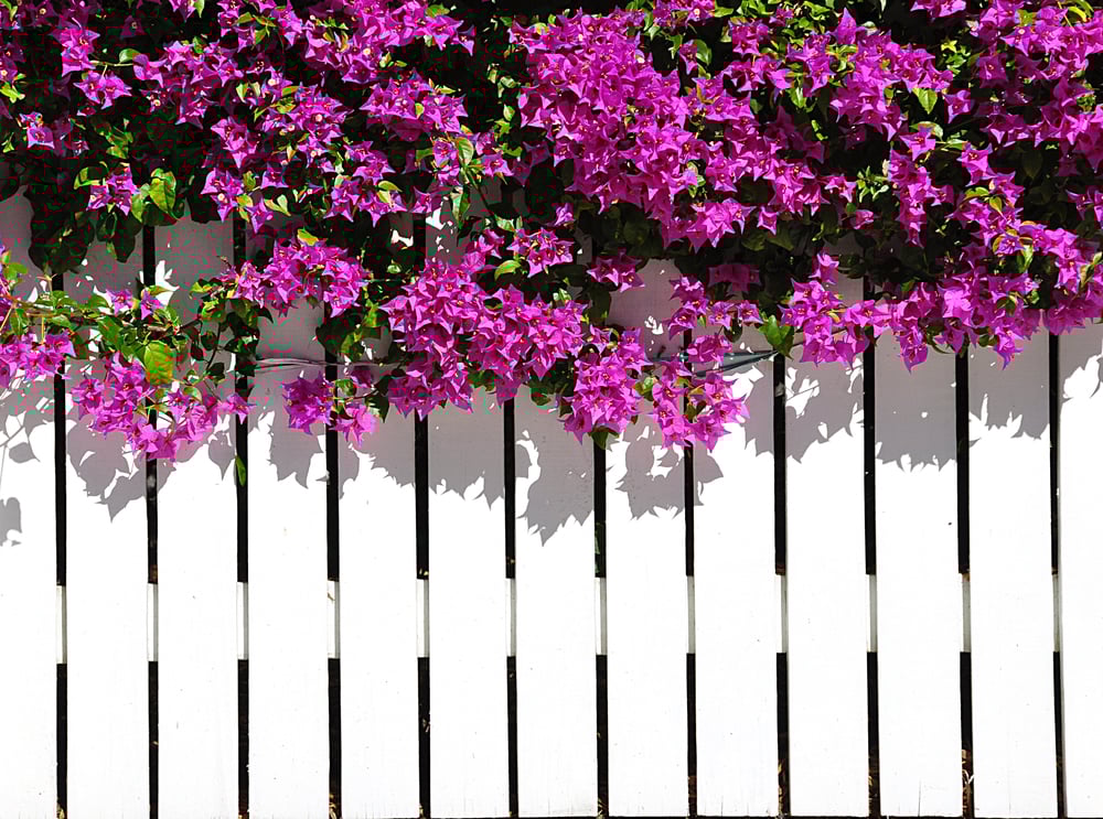 Budget-Friendly Fence Ideas